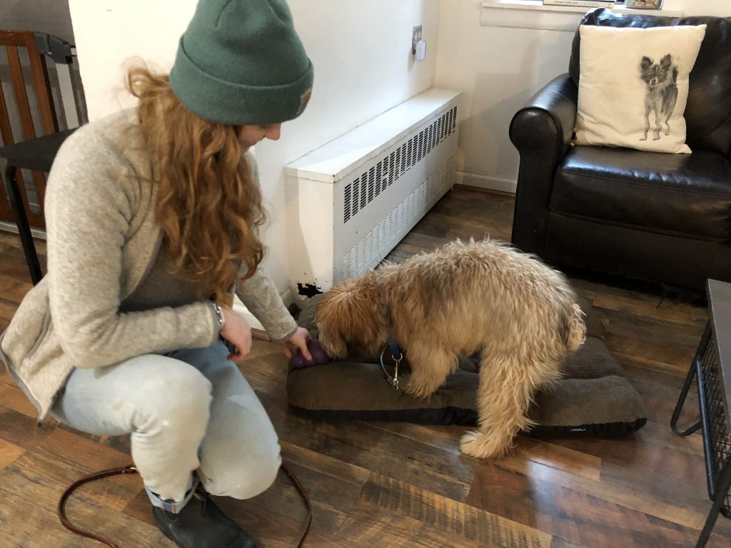 How-to: Use Tether Time to Teach Your Dog Settling Skills - Instinct ...