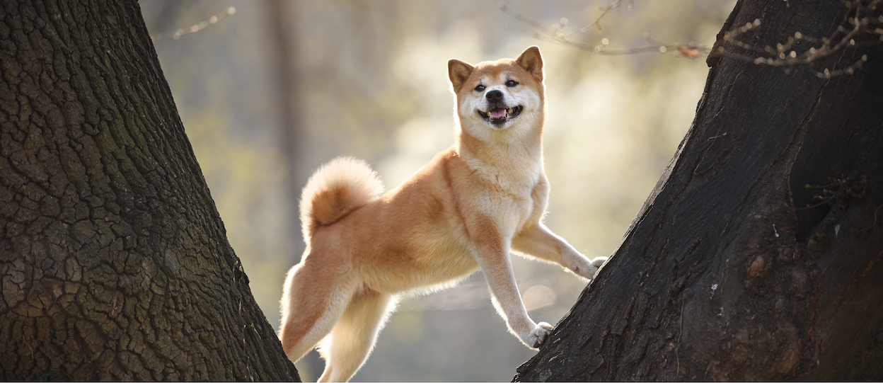 Counterconditioning & Desensitization: Changing an Emotional Response ...