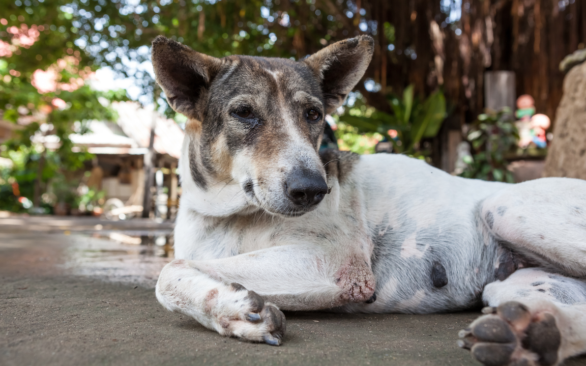 The “Non-Activity” We Should All Do More Often With Our Dogs - Instinct ...